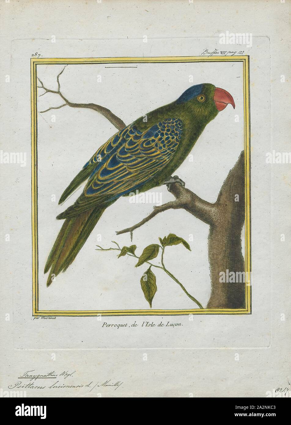 Luzon parrot hi-res stock photography and images - Alamy