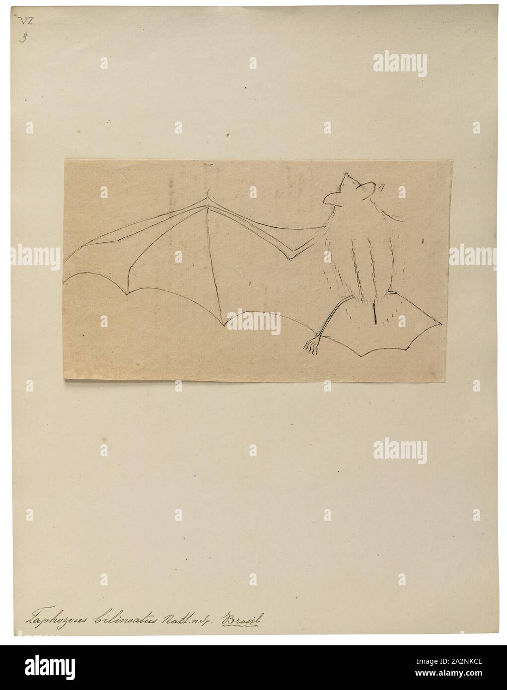 Taphozous bilineatus, Print, Taphozous is a genus of the family ...