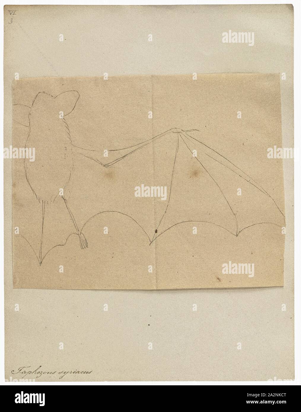 Taphozous syriacus, Print, Taphozous is a genus of the family ...