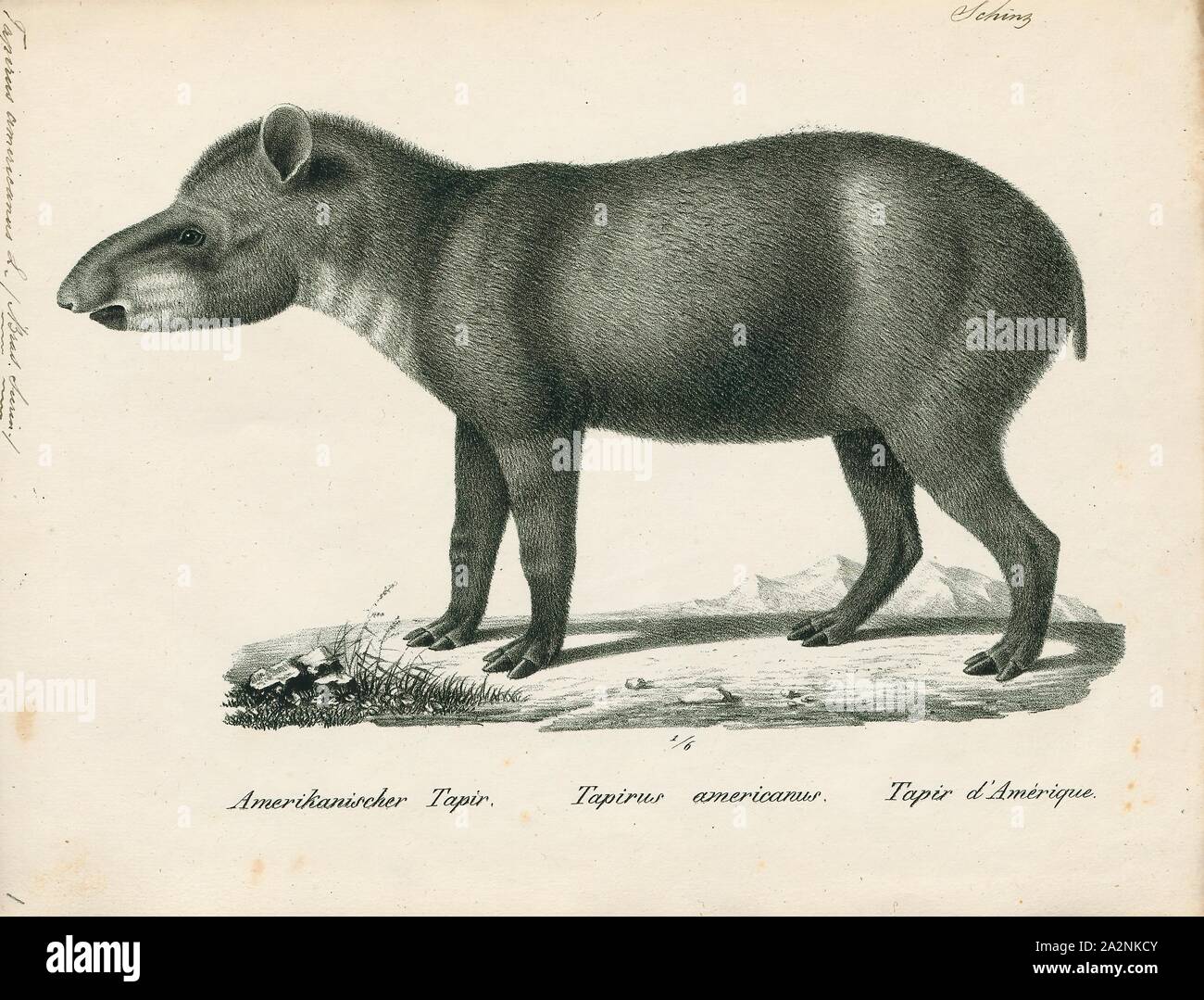 Tapirus americanus, Print, A tapir is a large, herbivorous mammal ...