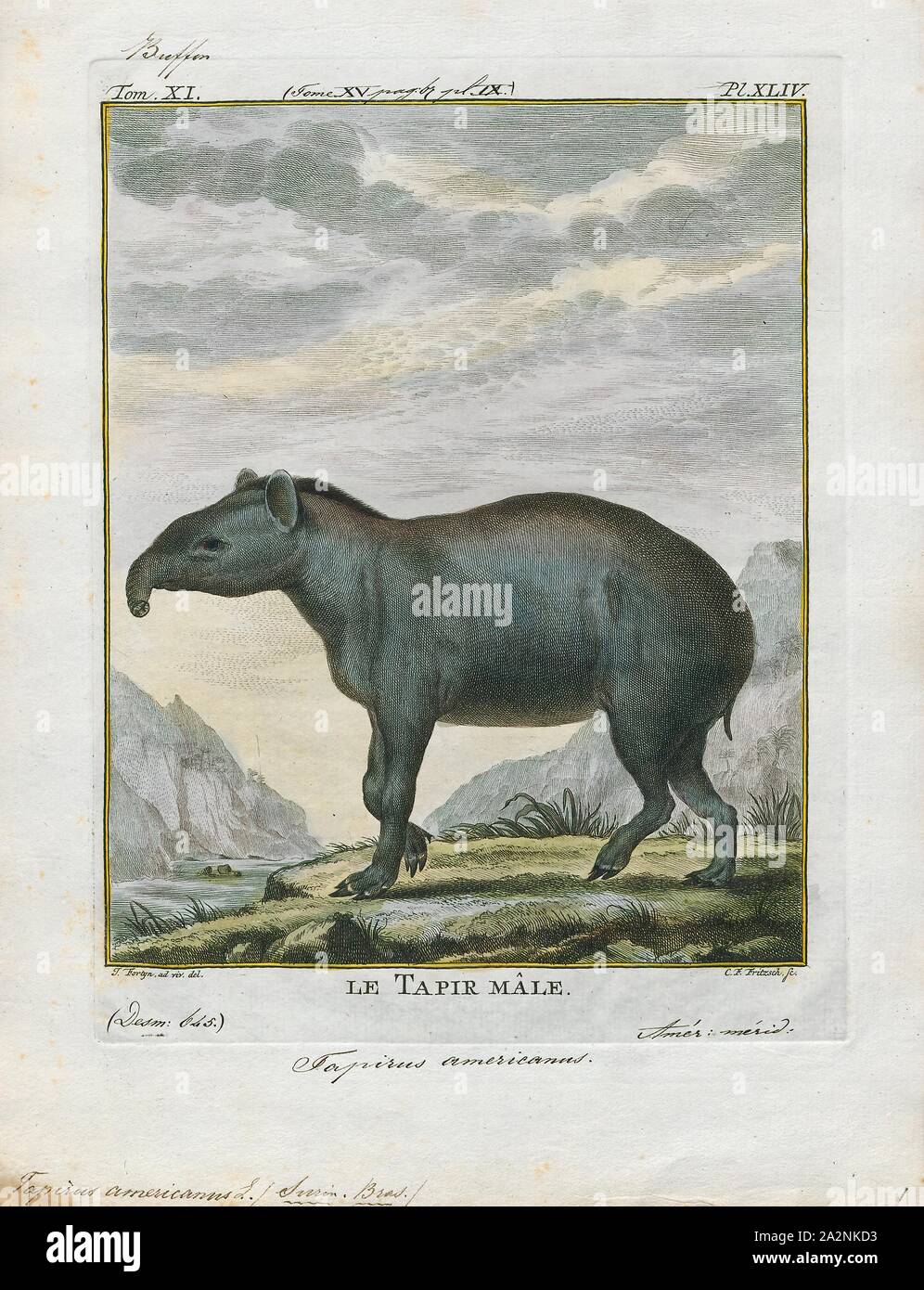 Tapirus americanus, Print, A tapir is a large, herbivorous mammal ...