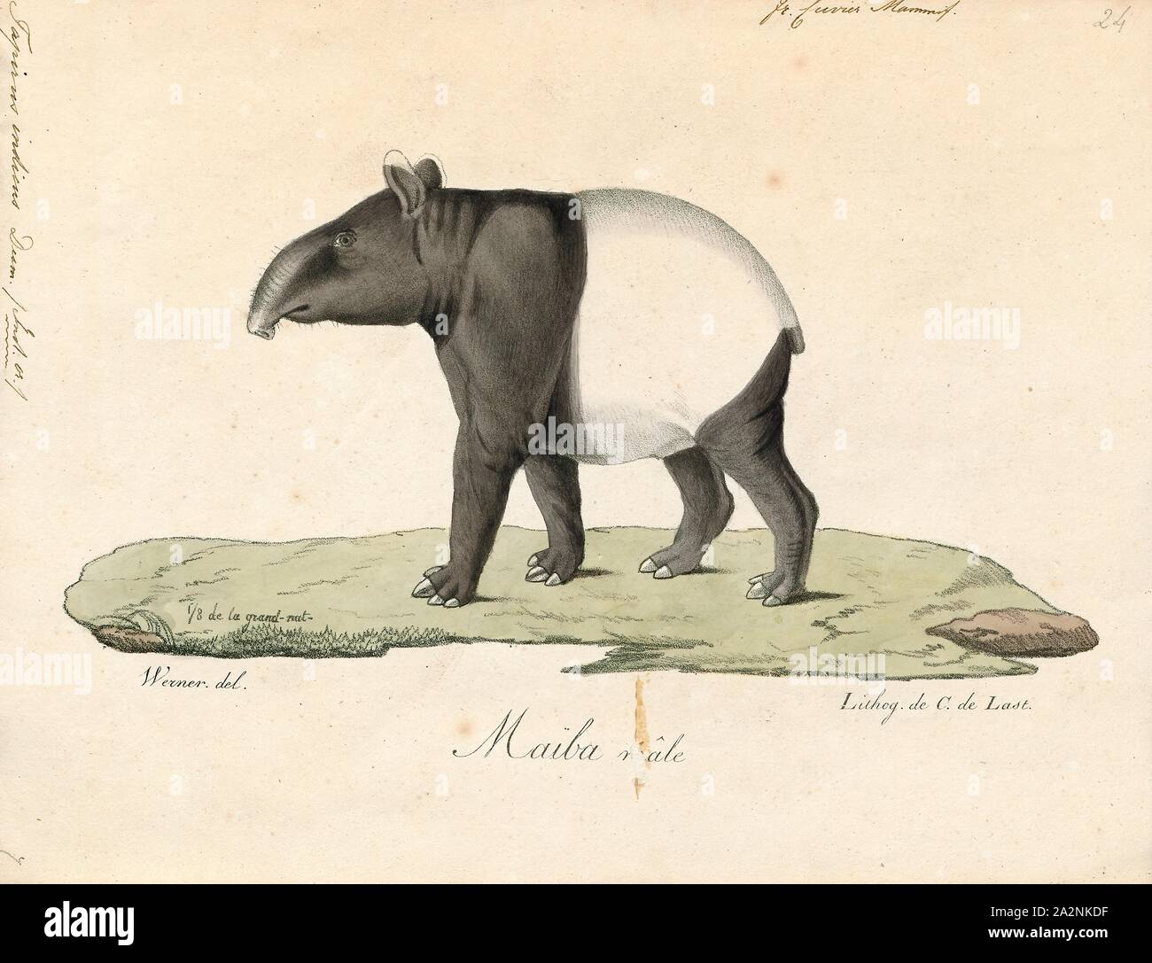 Malay Tapir High Resolution Stock Photography and Images - Alamy