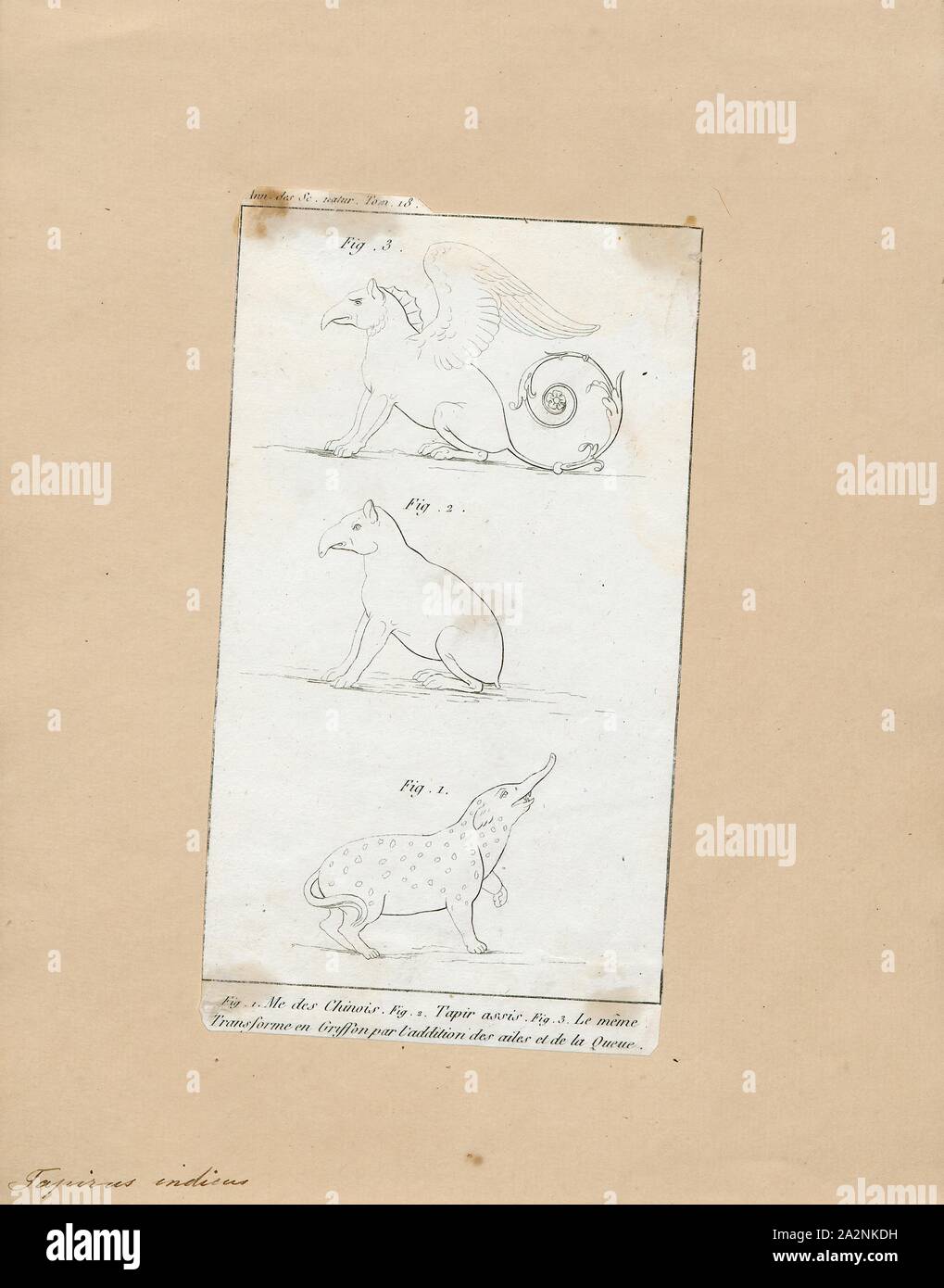 The malayan tapir hi-res stock photography and images - Alamy