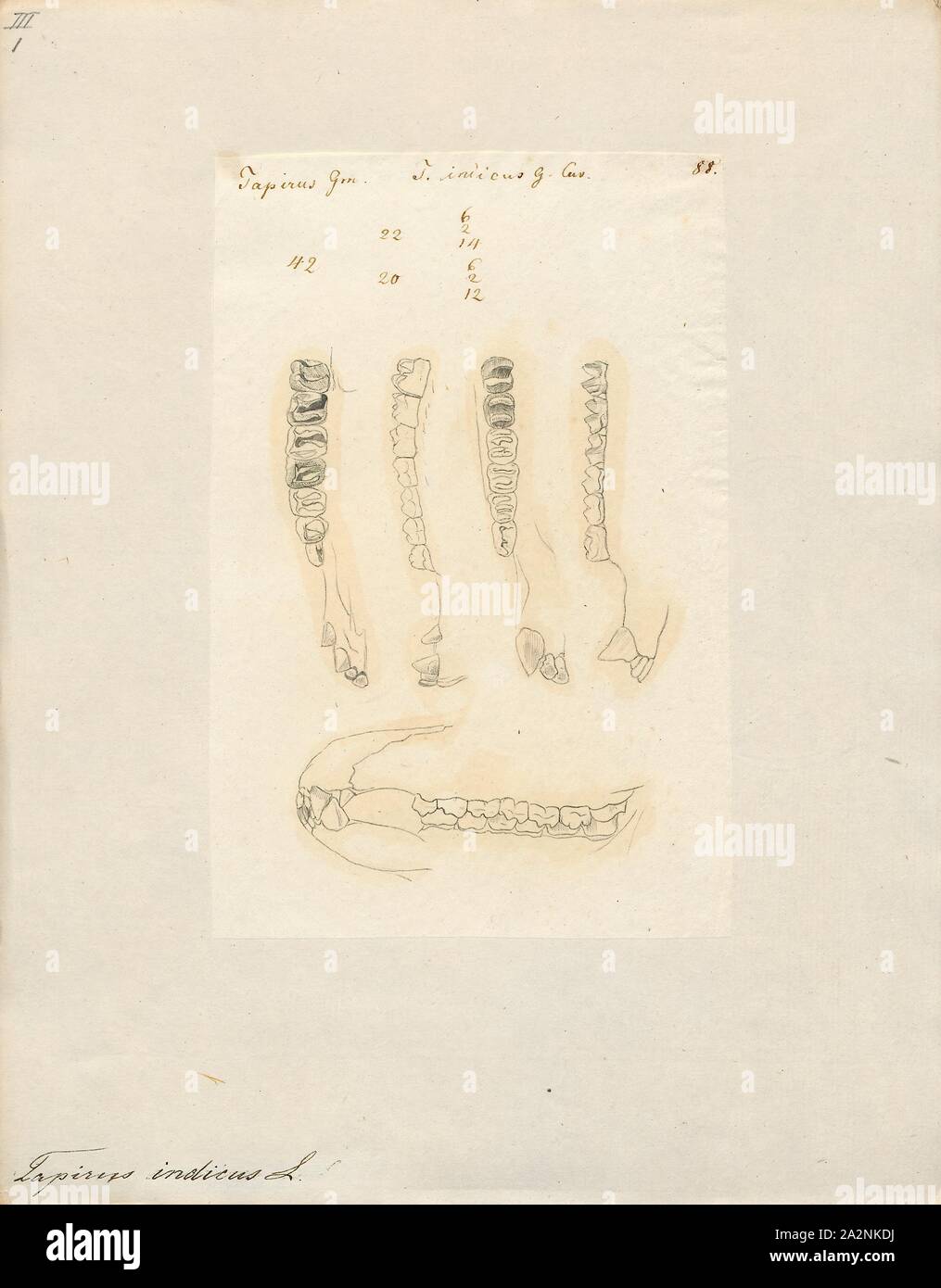 The malayan tapir hi-res stock photography and images - Alamy