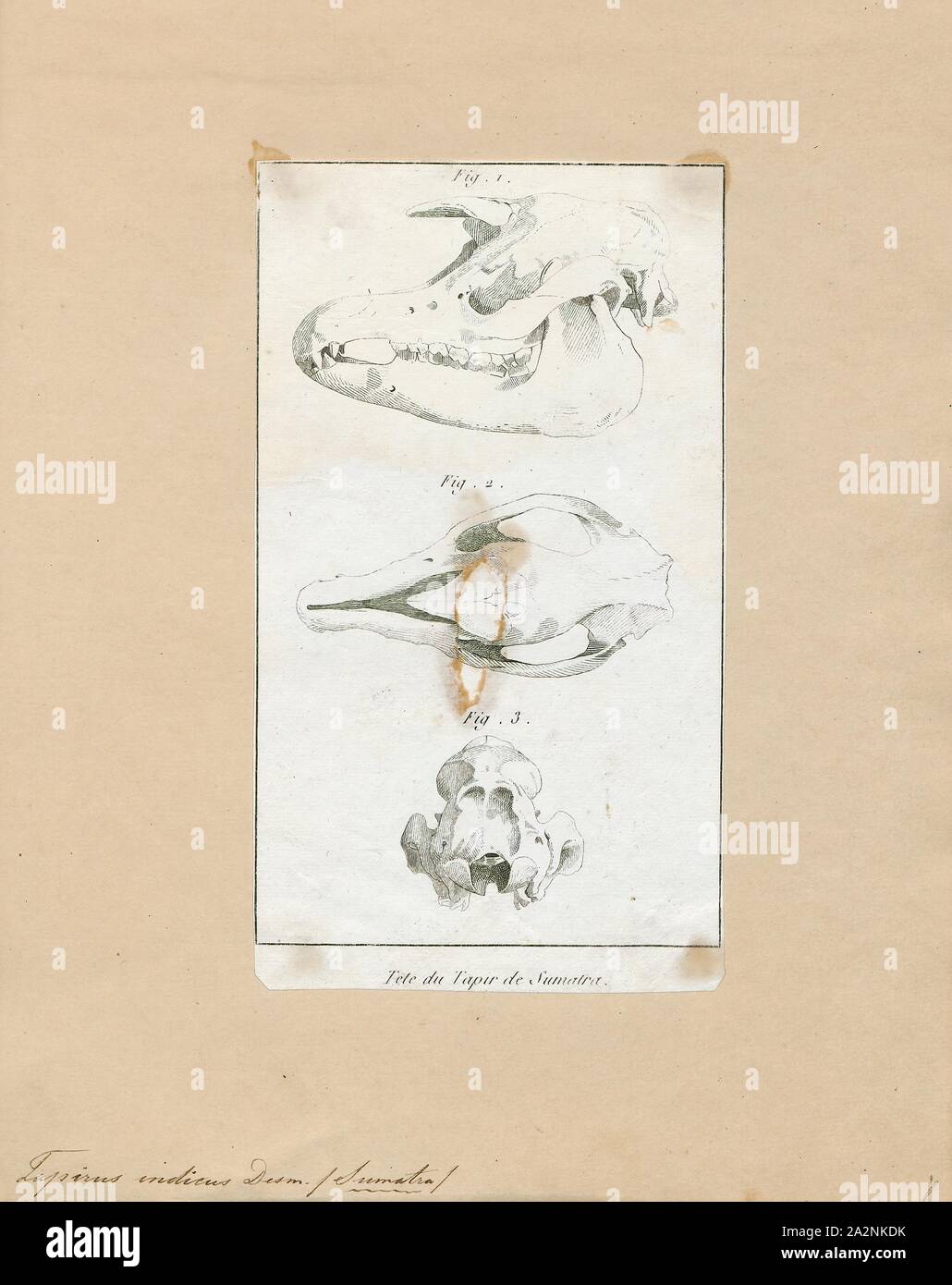 Tapirus indicus, Print, The Malayan tapir (Tapirus indicus), also ...