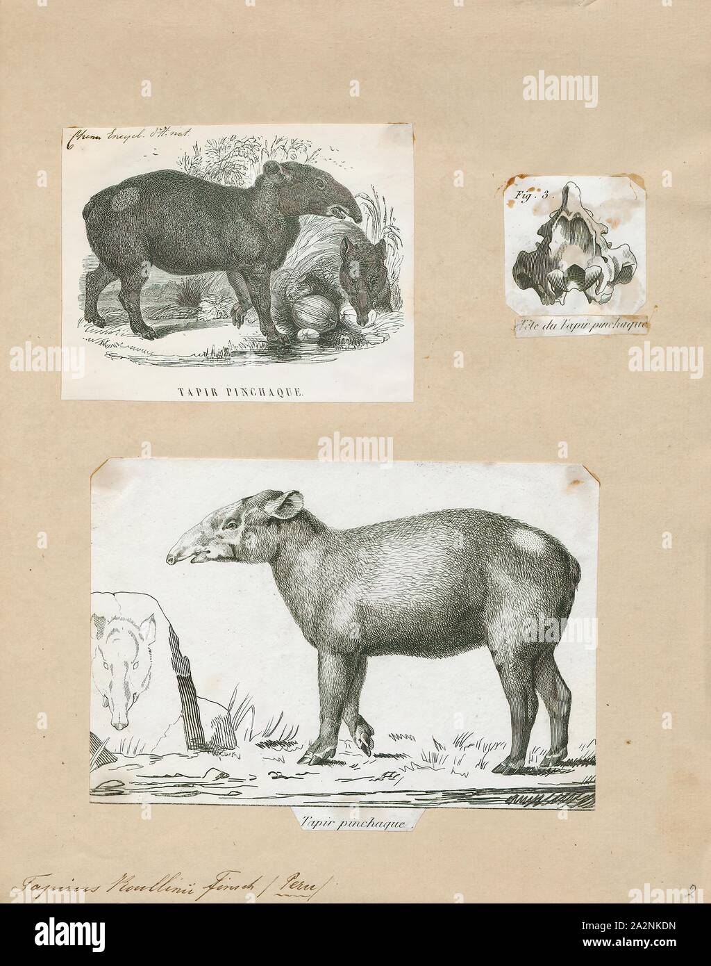 Tapirus roulinii, Print, A tapir is a large, herbivorous mammal ...