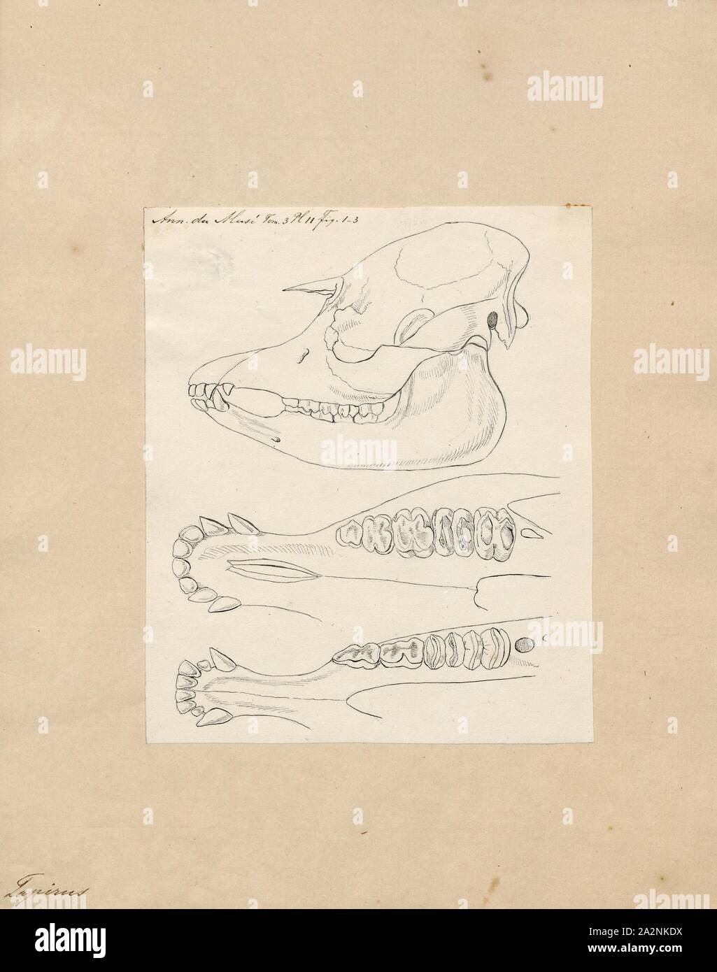 Tapirus spec., Print, Tapir unknown, skull and jaw Stock Photo - Alamy
