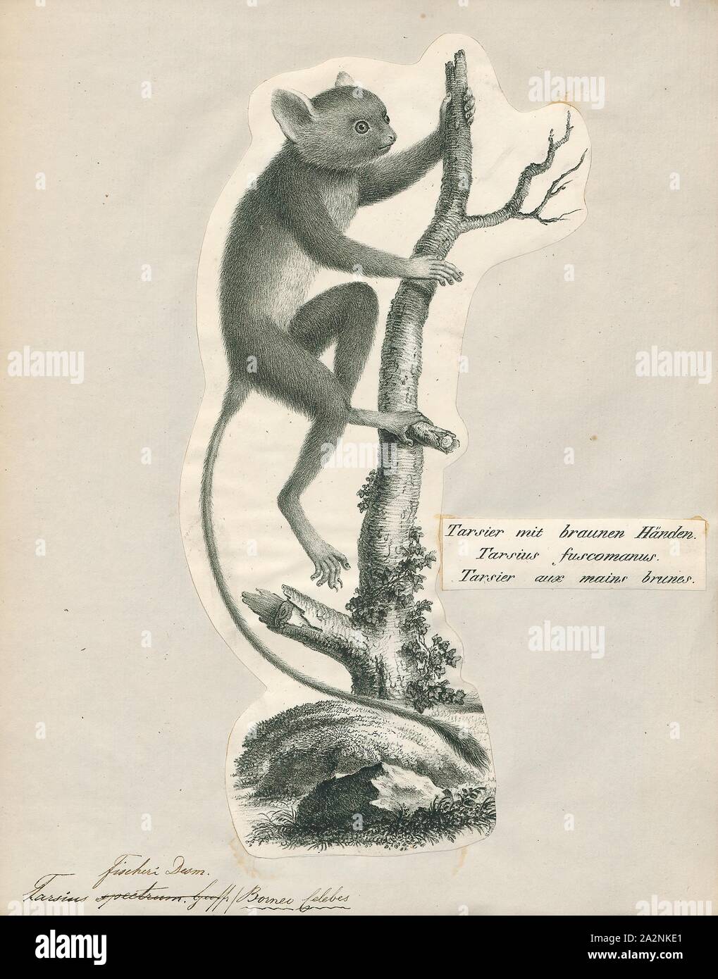 Tarsius fischeri, Print, Tarsius is a genus of tarsiers, small primates ...