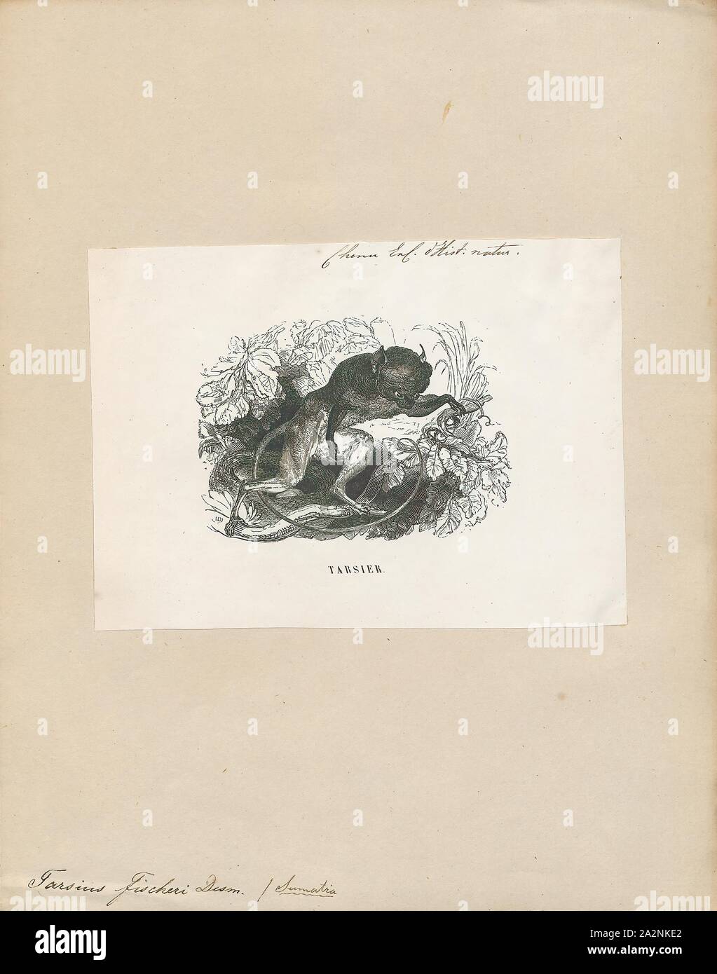 Tarsius fischeri, Print, Tarsius is a genus of tarsiers, small primates ...