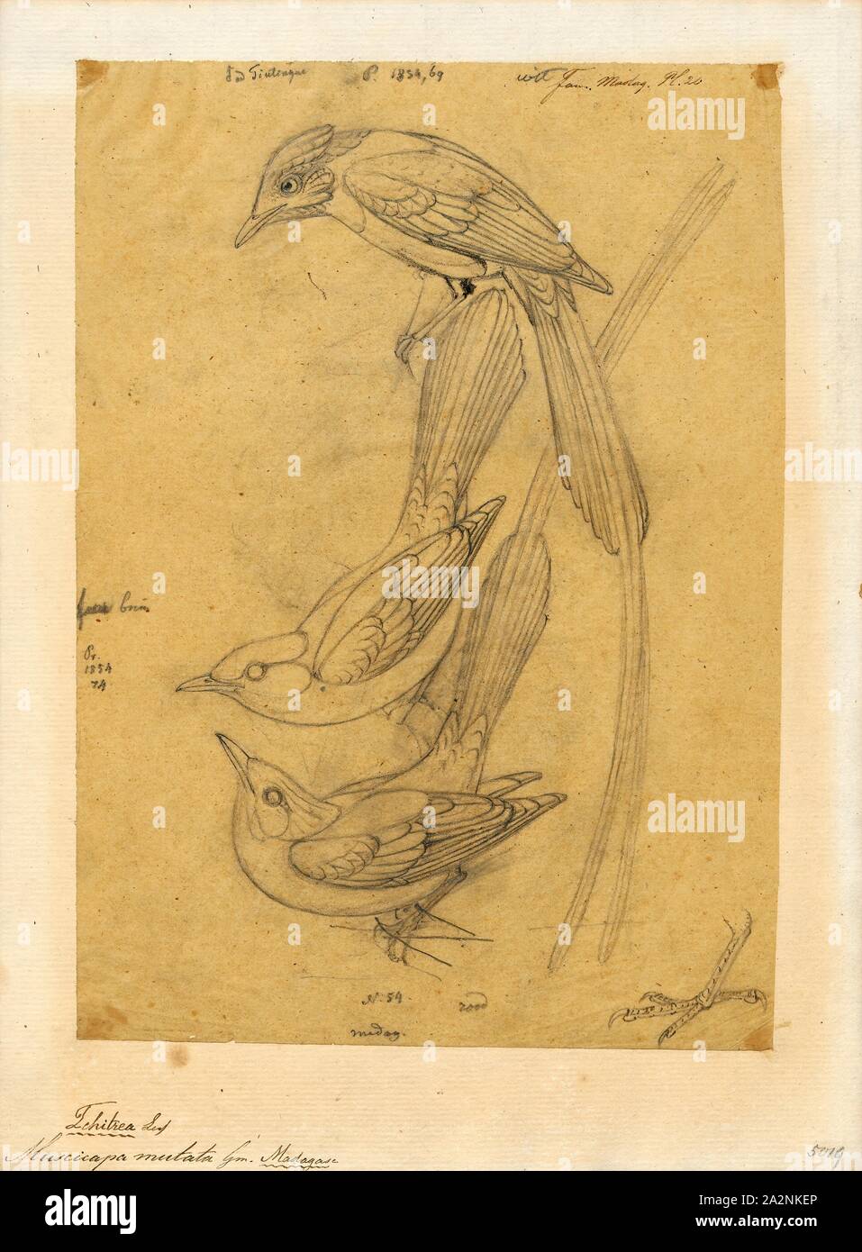 Tail streamers hi-res stock photography and images - Alamy