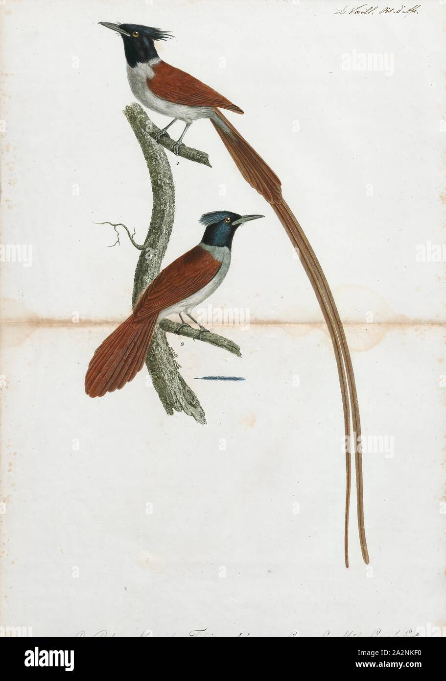 Tchitrea paradisi, Print, The Indian paradise flycatcher (Terpsiphone ...