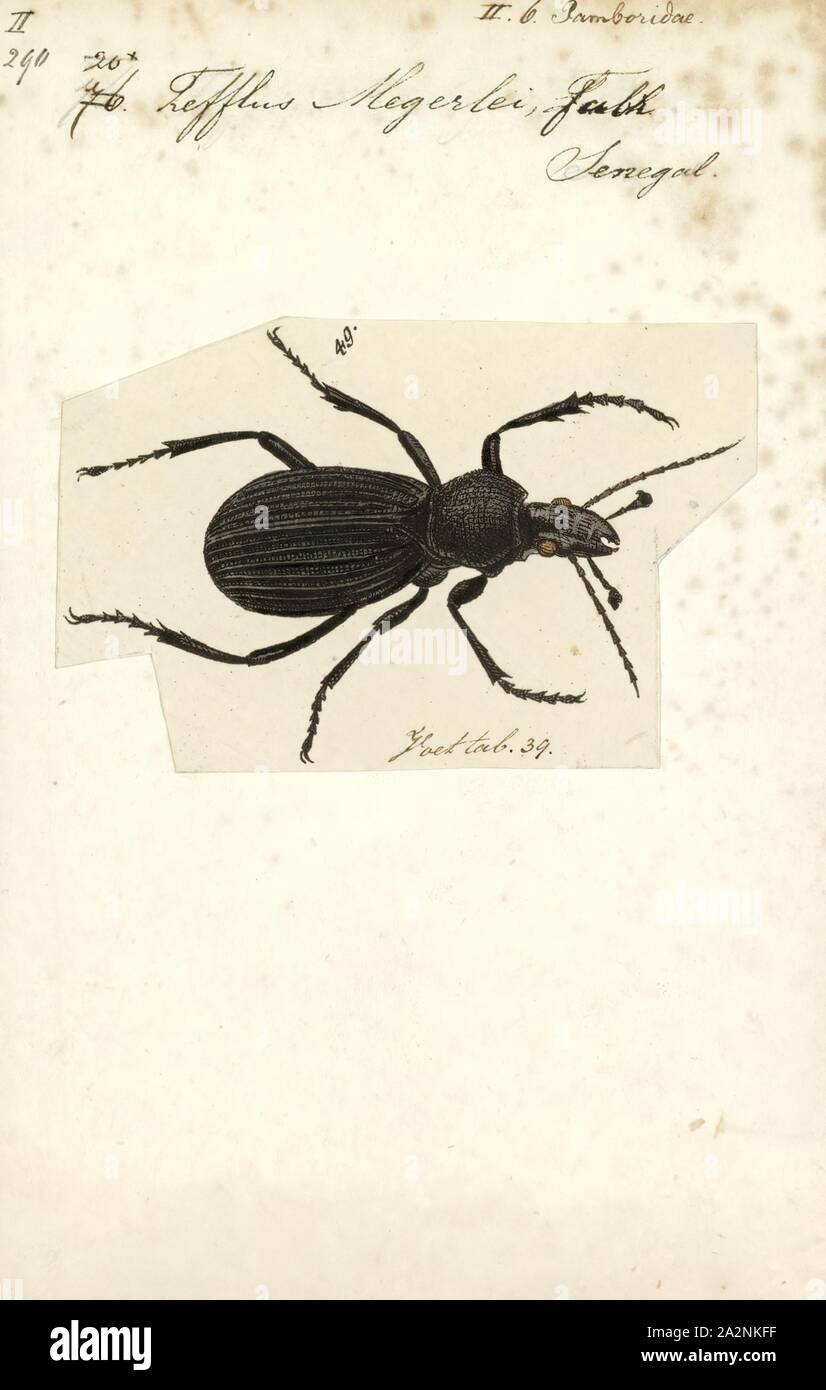 Afrotropical beetles hi-res stock photography and images - Alamy