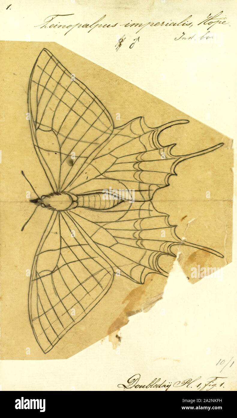 Teinopalpus, Print, Teinopalpus is a genus of butterfly in the family ...
