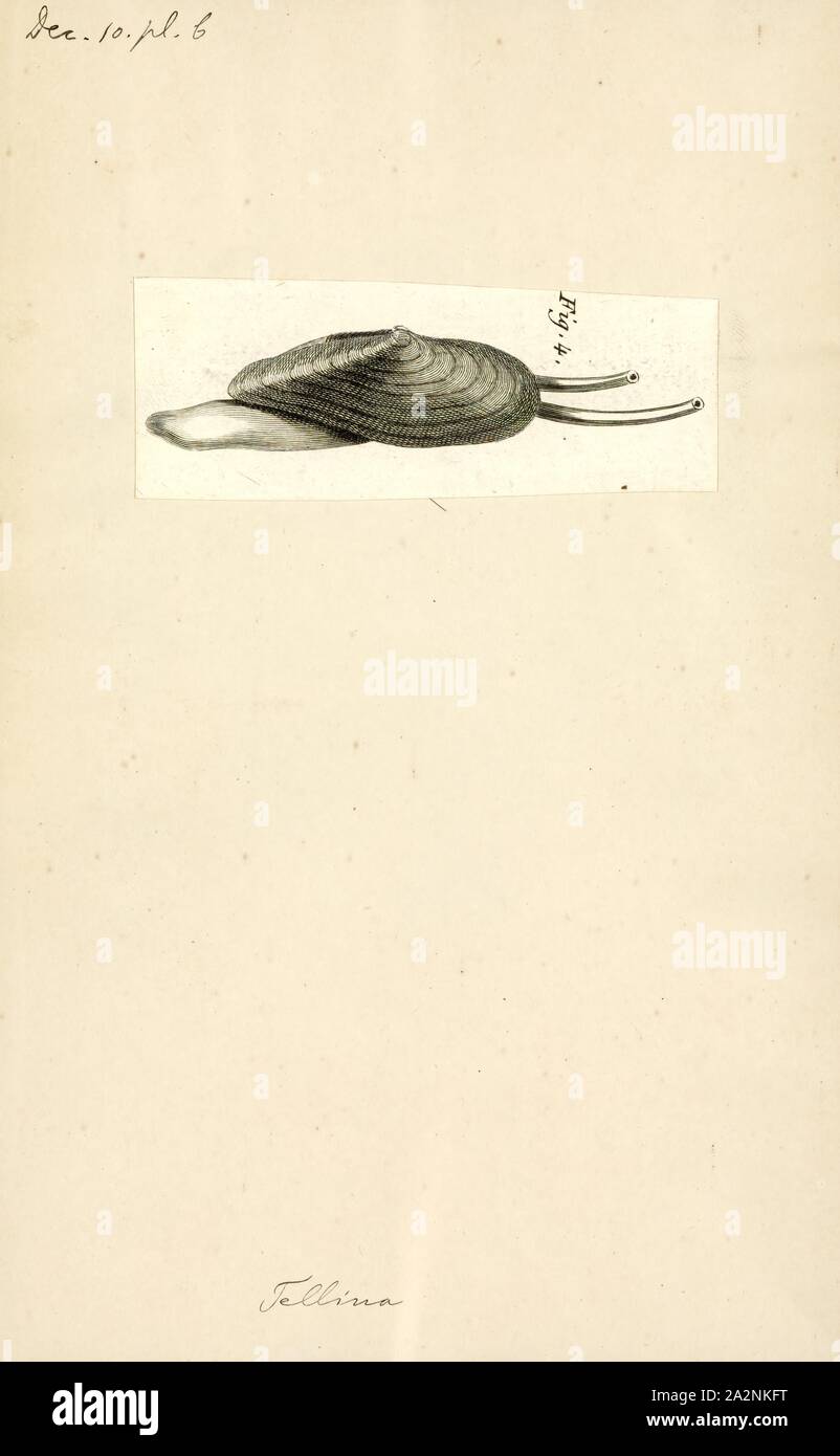 Tellina, Print, Tellina is a widely distributed genus of marine bivalve ...