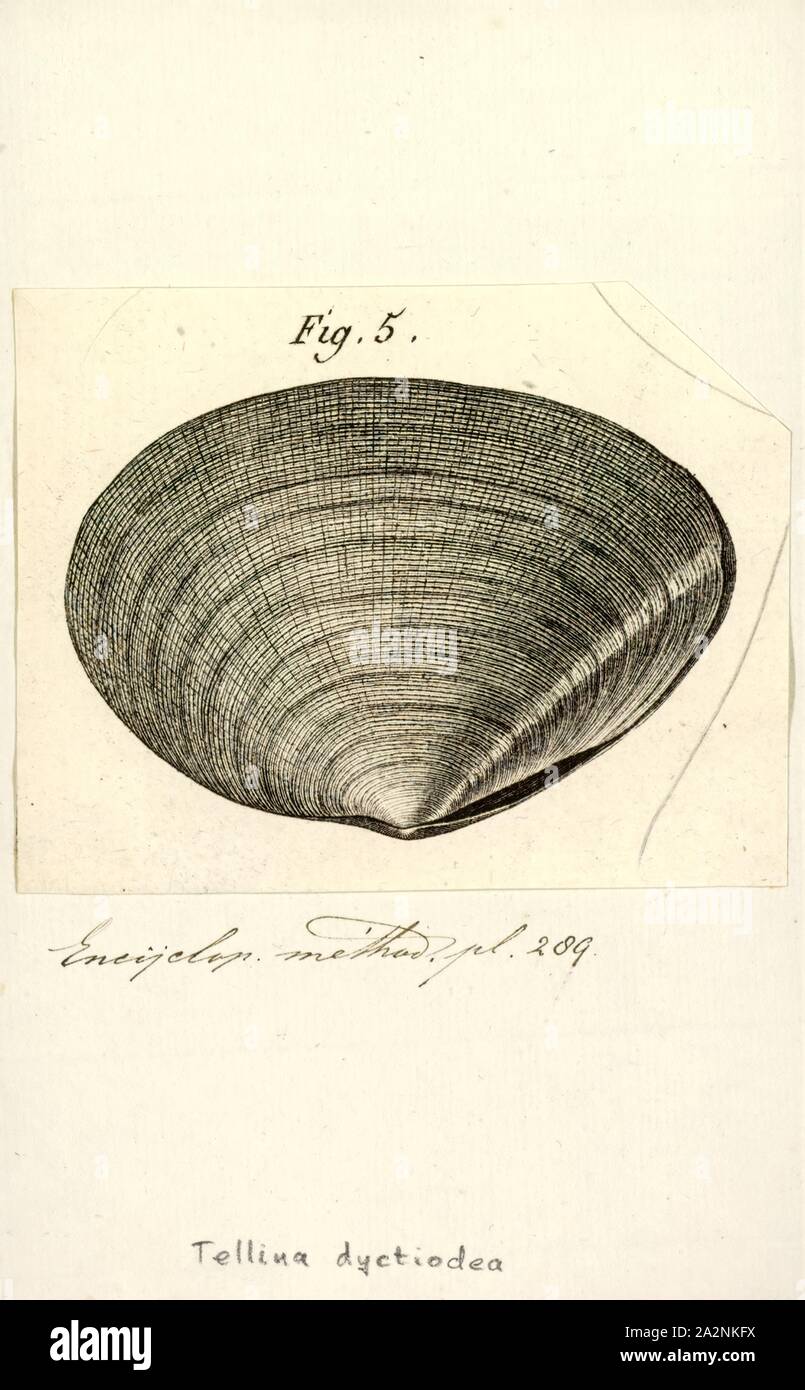 Tellina dyctiodea, Print, Tellina is a widely distributed genus of ...