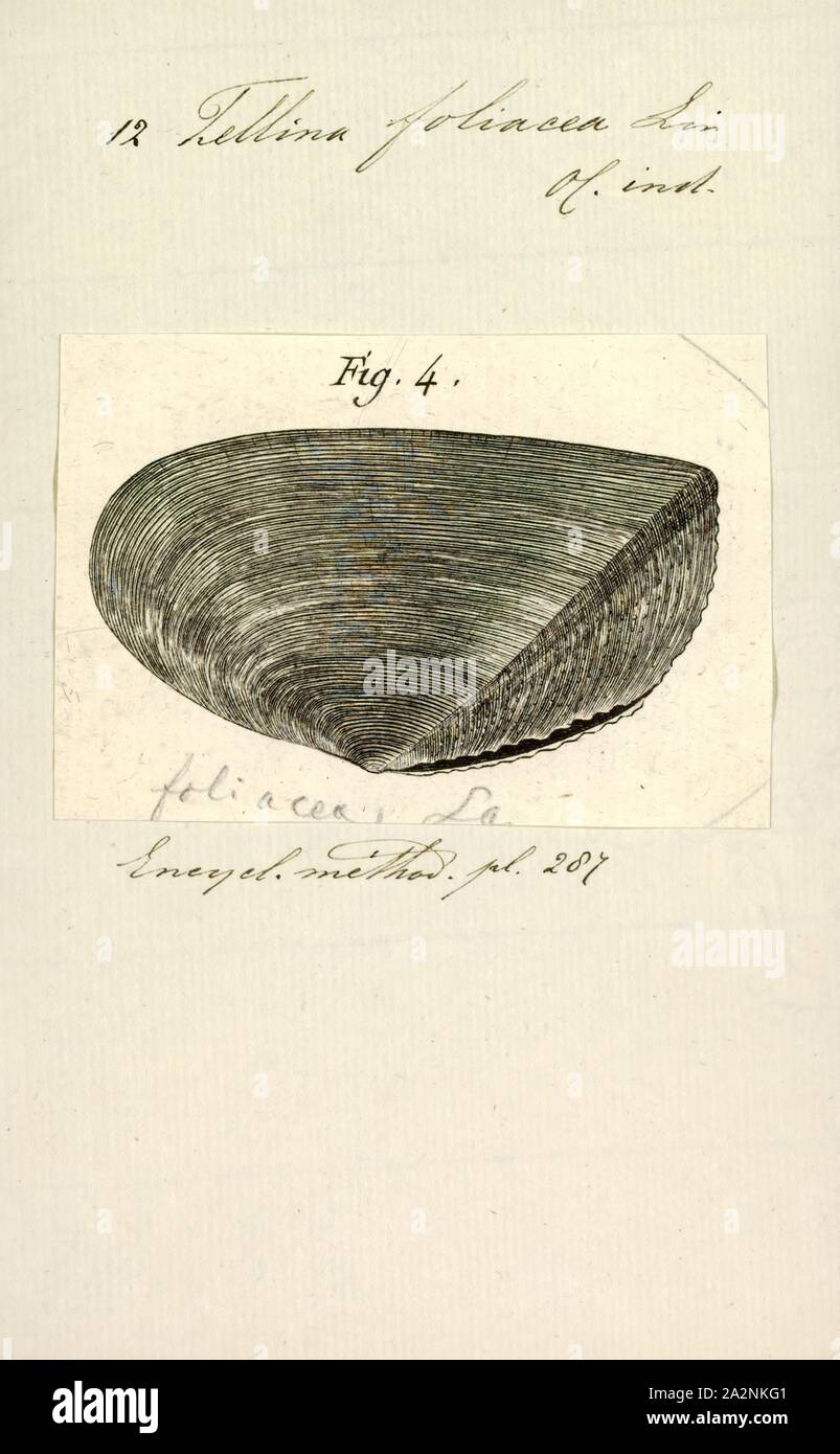 Tellina foliacea, Print, Tellina is a widely distributed genus of ...