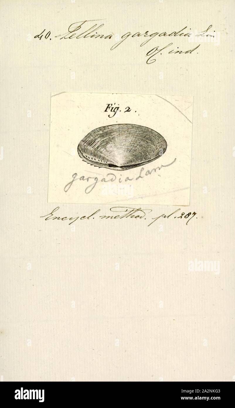 Tellina gargadia, Print, Tellina is a widely distributed genus of ...