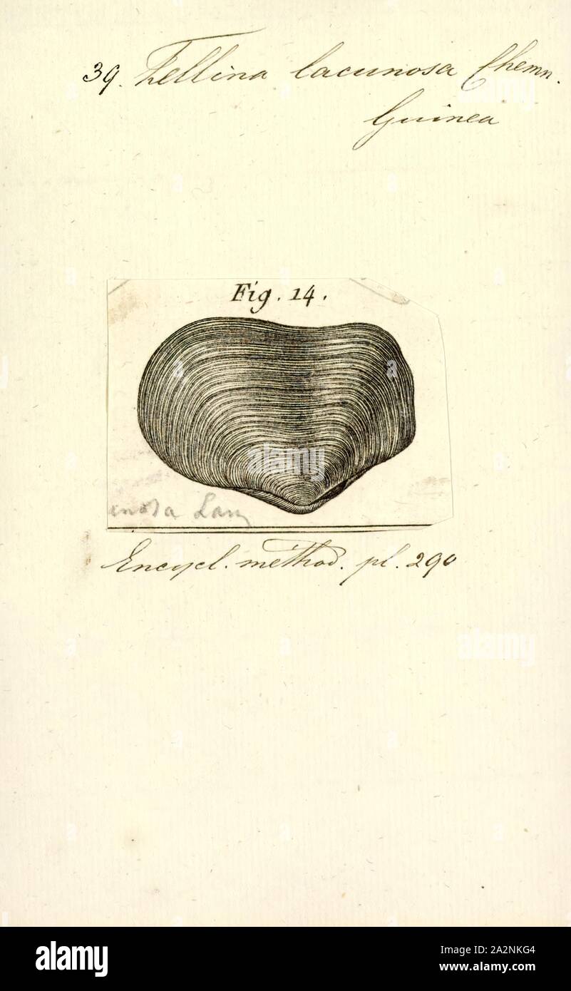 Tellina lacunosa, Print, Tellina is a widely distributed genus of ...