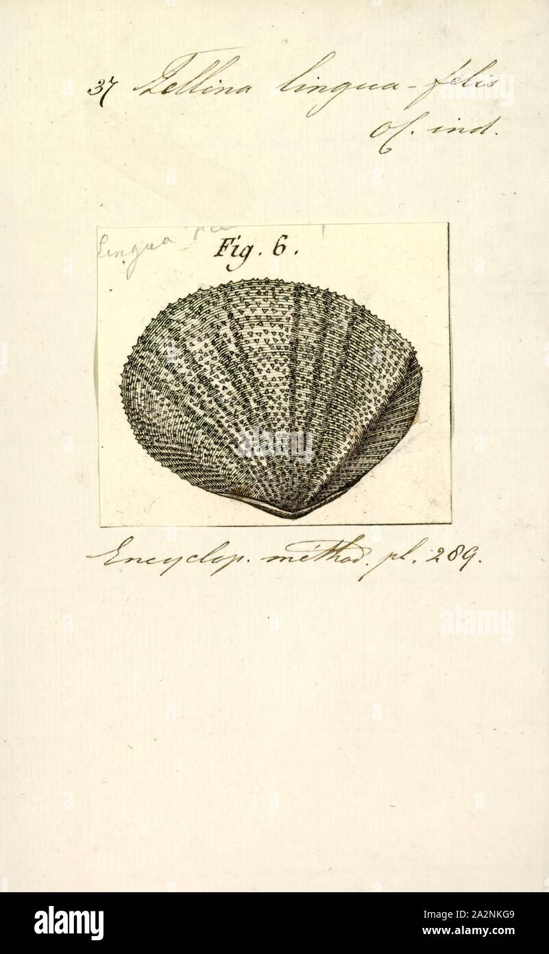 Tellina linguafelis, Print, Tellina is a widely distributed genus of ...