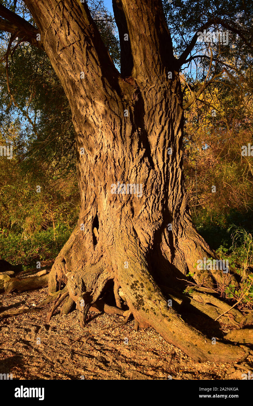 Sallow tree hi-res stock photography and images - Alamy