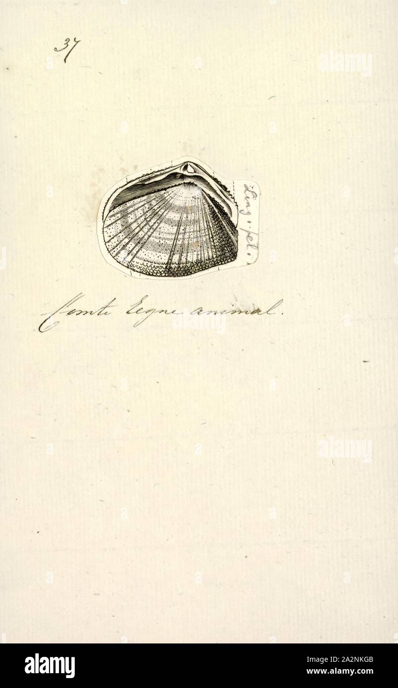 Tellina linguafelis, Print, Tellina is a widely distributed genus of ...