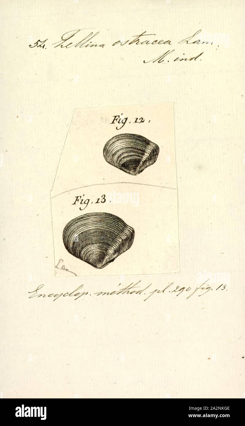 Tellina ostracea, Print, Tellina is a widely distributed genus of ...