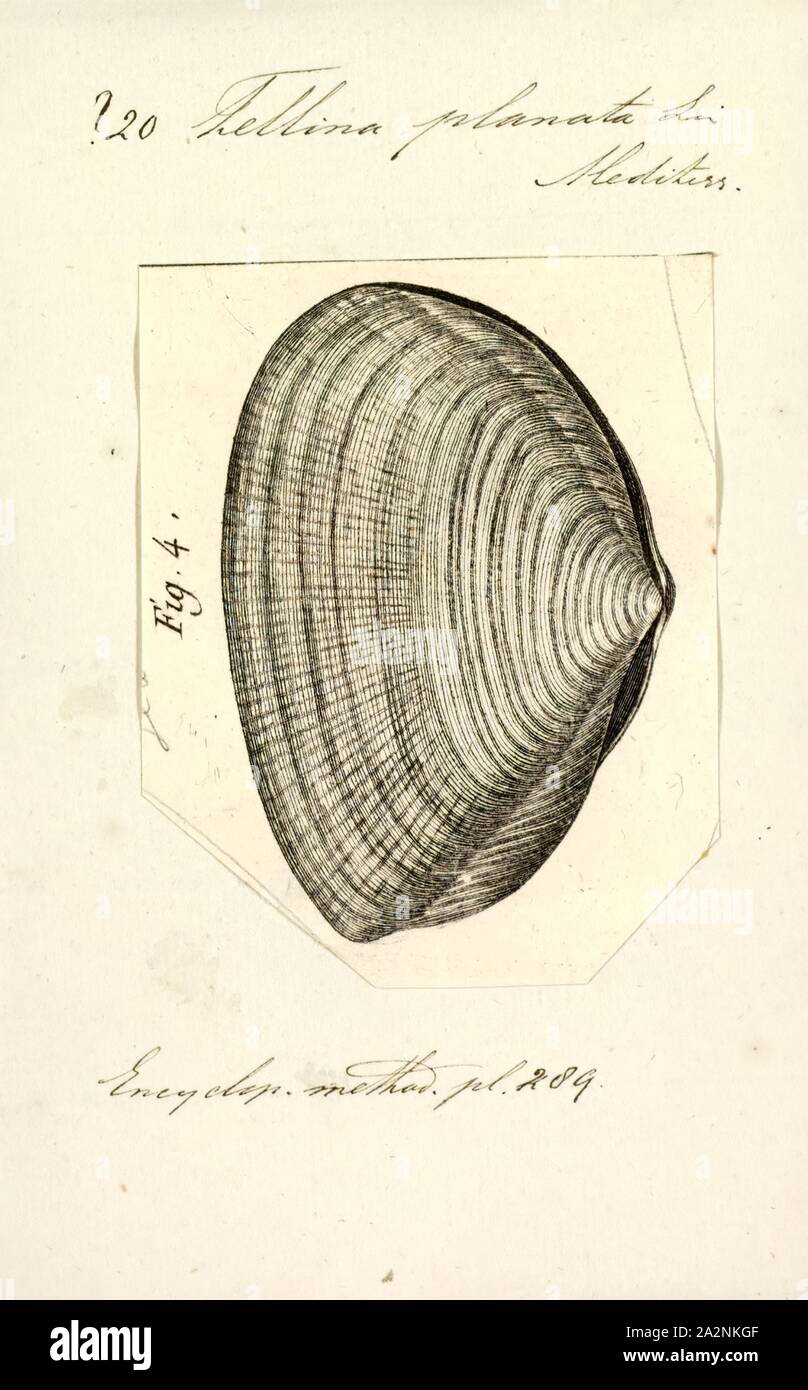Tellina planata, Print, Tellina is a widely distributed genus of marine ...
