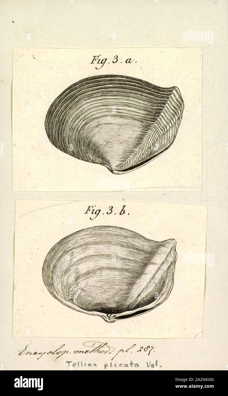 Tellina plicata, Print, Tellina is a widely distributed genus of marine ...