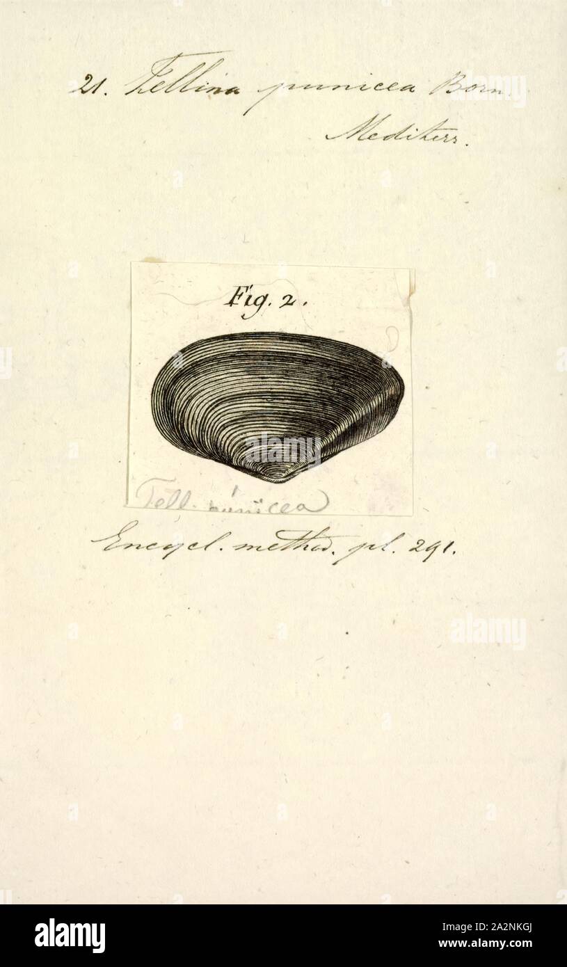 Tellina punicea, Print, Tellina is a widely distributed genus of marine ...