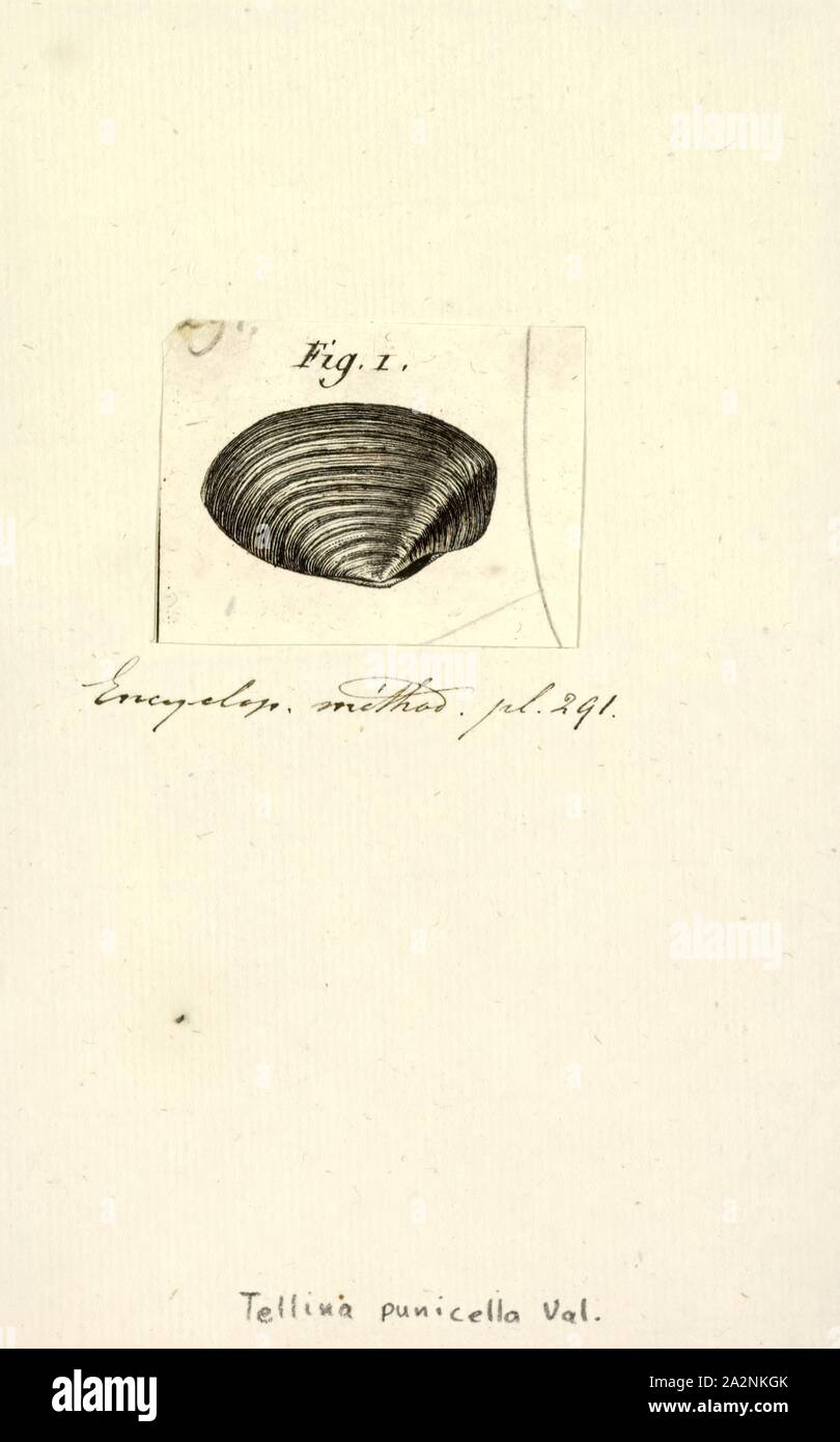 Tellina punicella, Print, Tellina is a widely distributed genus of ...