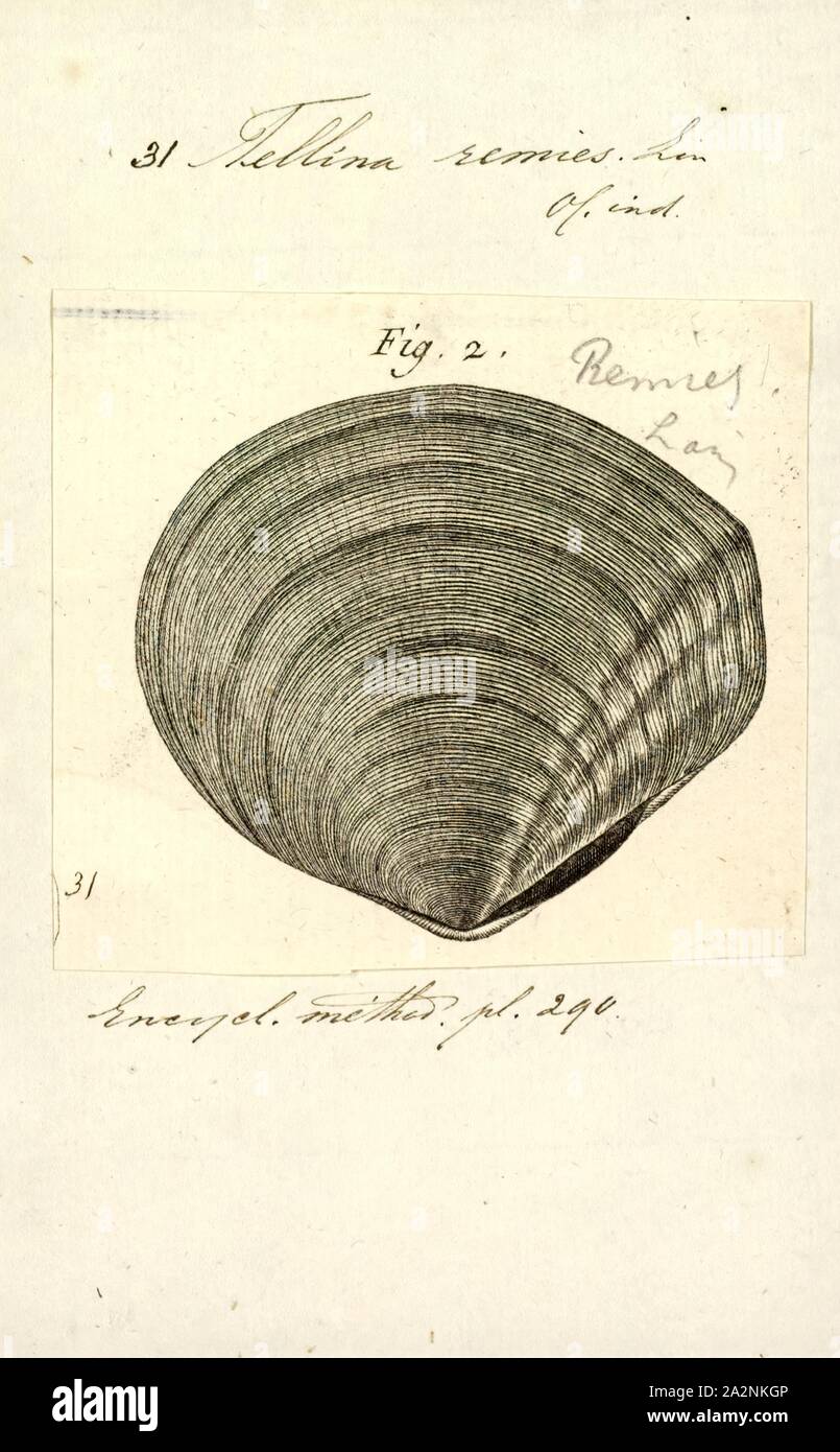 Tellina remies, Print, Tellina is a widely distributed genus of marine ...