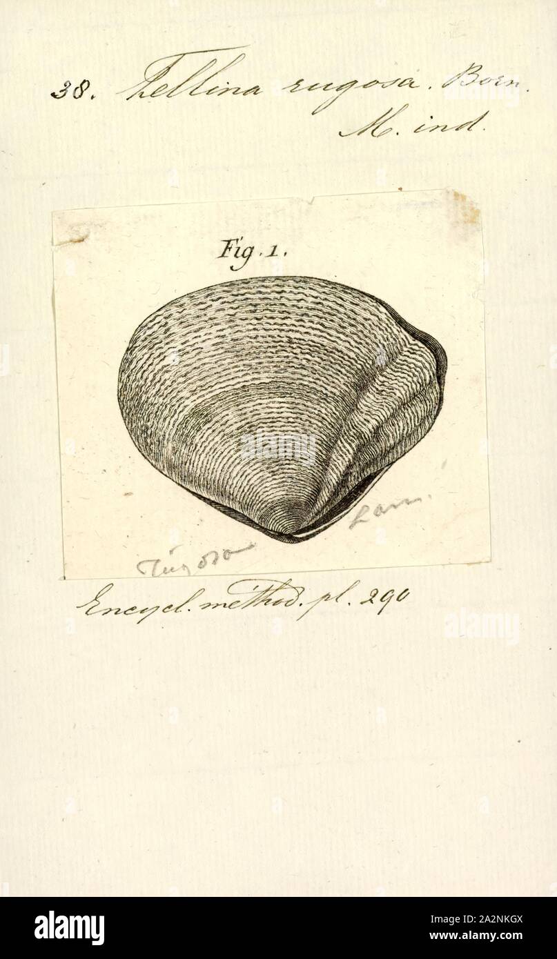 Tellina rugosa hi-res stock photography and images - Alamy