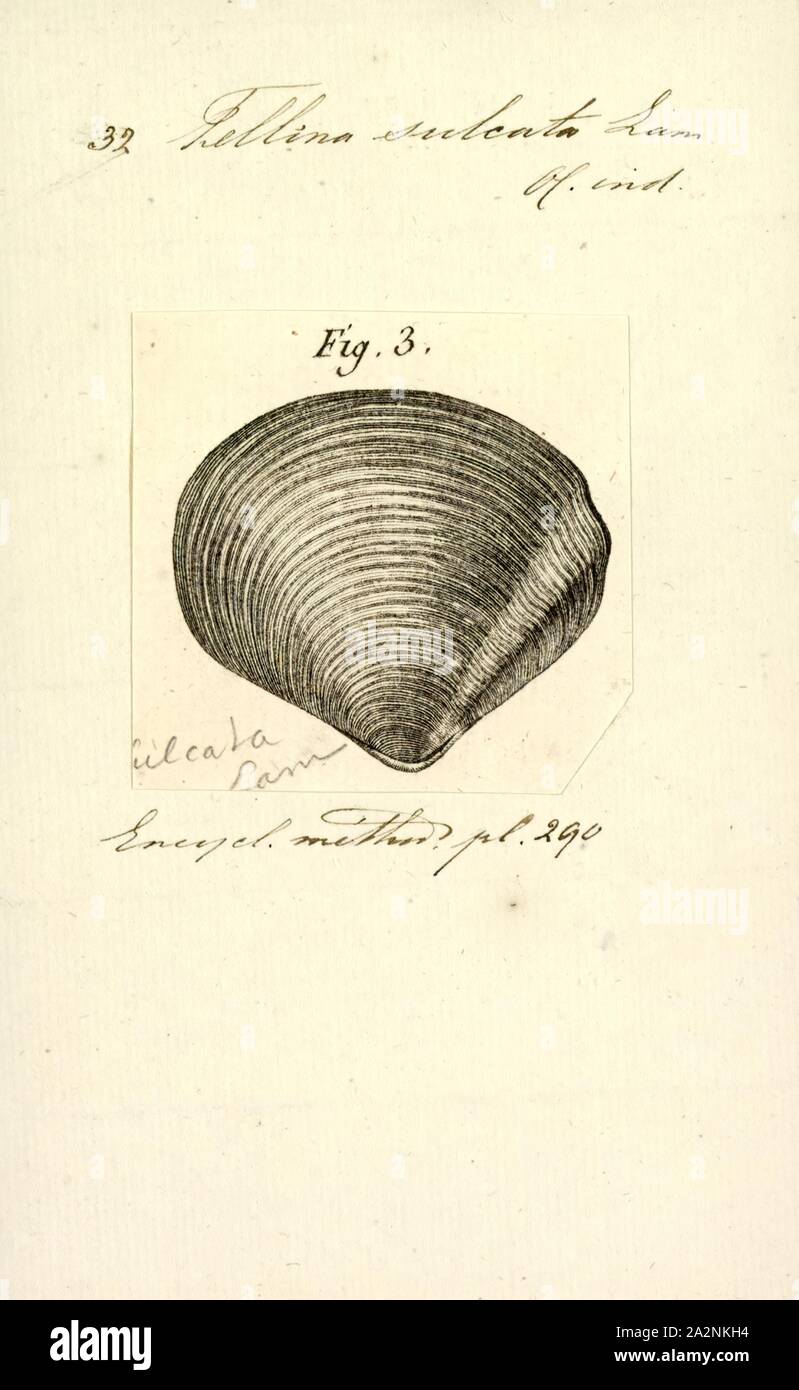 Tellina sulcata, Print, Tellina is a widely distributed genus of marine ...