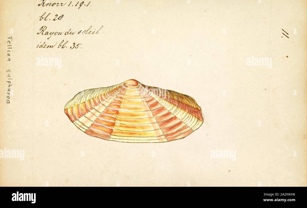 Tellina sulphurea, Print, Tellina is a widely distributed genus of ...
