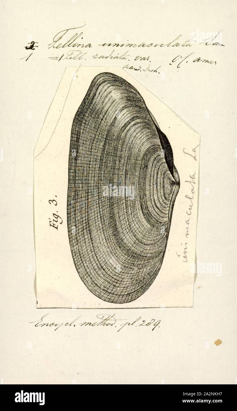 Tellina unimaculata, Print, Tellina is a widely distributed genus of ...