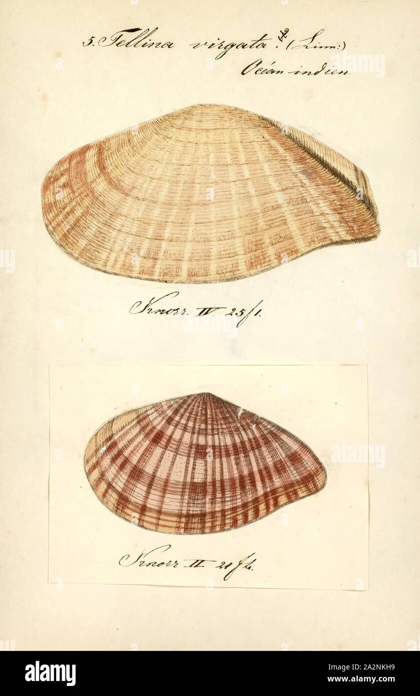 Tellina virgata hi-res stock photography and images - Alamy