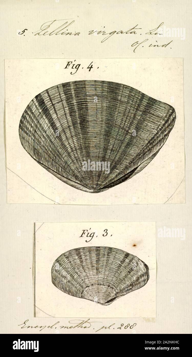 Tellina virgata, Print, Tellina is a widely distributed genus of marine ...