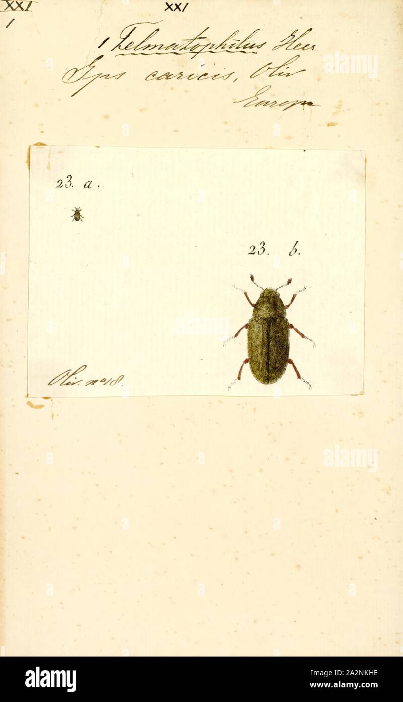 Telmatophilus, Print, Telmatophilus is a genus of silken fungus beetles ...