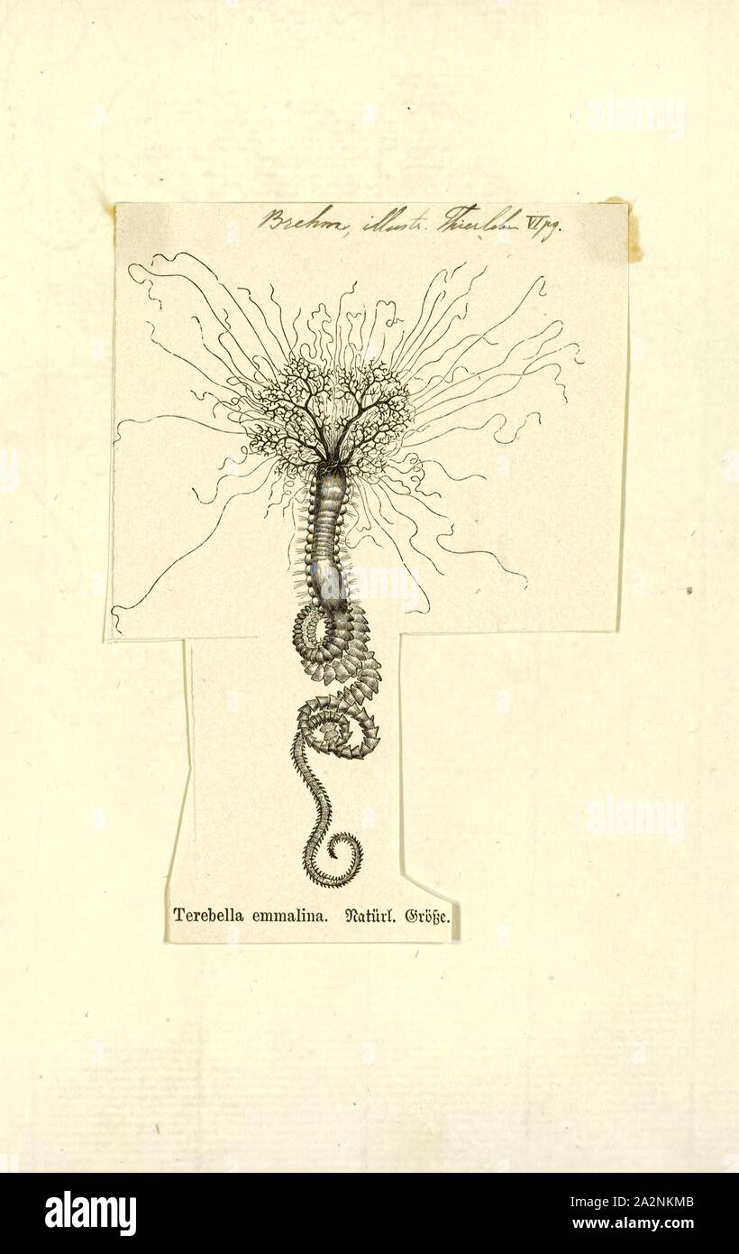 Terebella emmalina, Print Stock Photo - Alamy