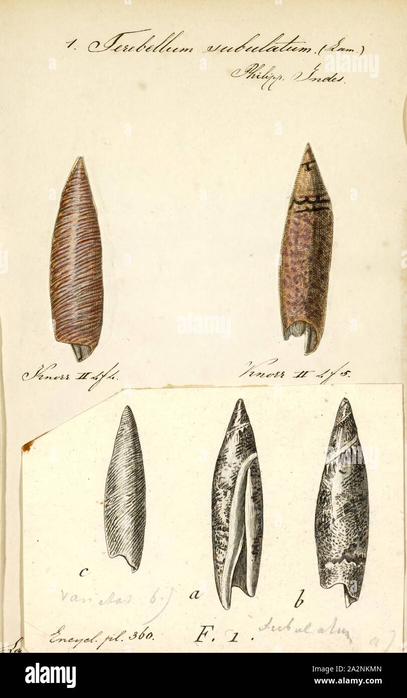 Terebellum subulatum, Print Stock Photo - Alamy