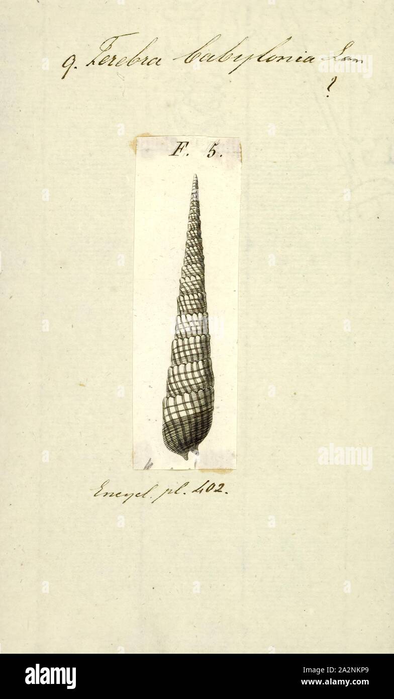 Babylonia family hi-res stock photography and images - Alamy