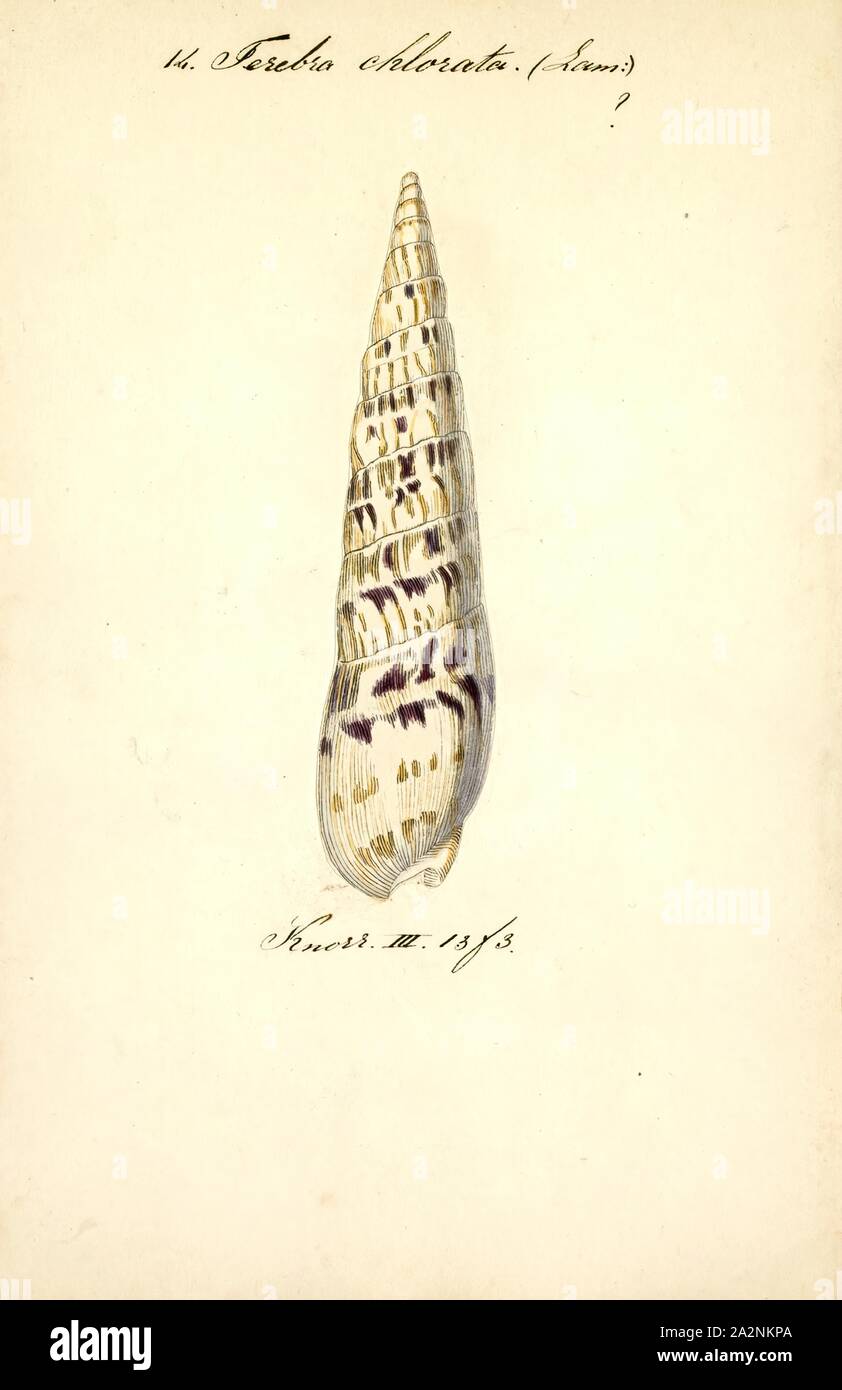 Terebra chlorata, Print, Oxymeris chlorata, common name : the pink ...