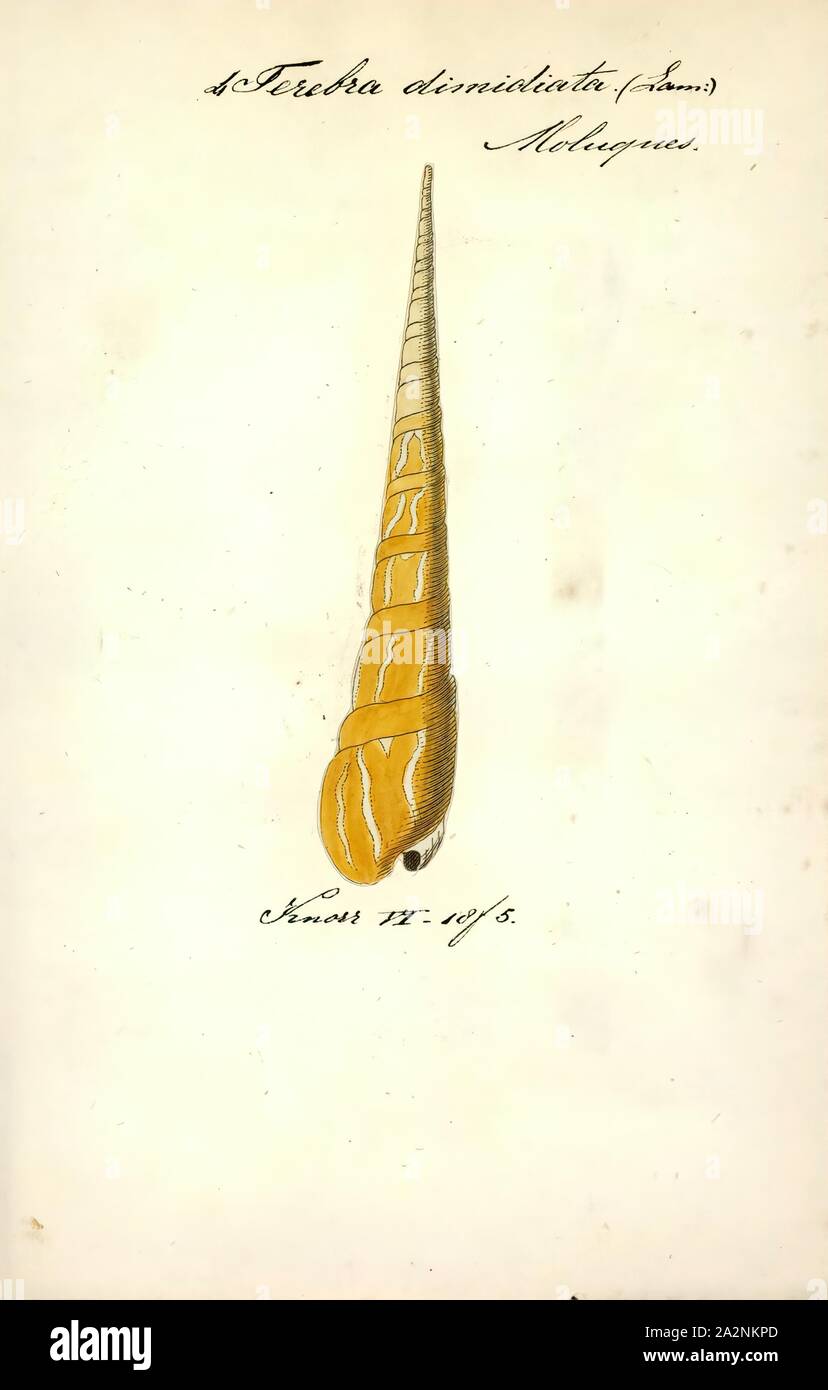 Terebra dimidiata, Print, Oxymeris dimidiata, common name : the Orange ...