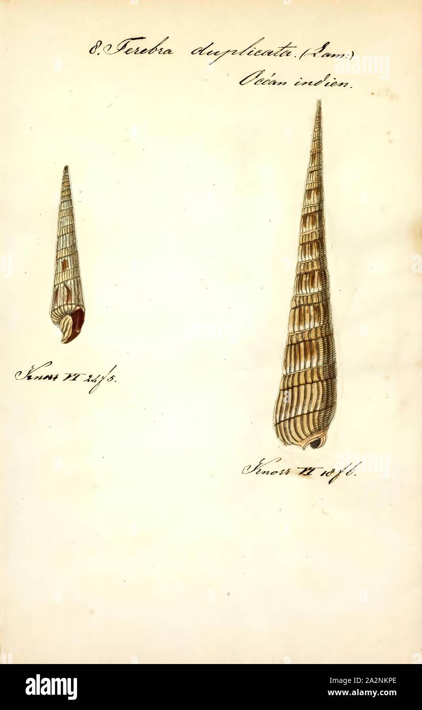 Terebra duplicata, Print, Terebra duplicata is a species of sea snail ...