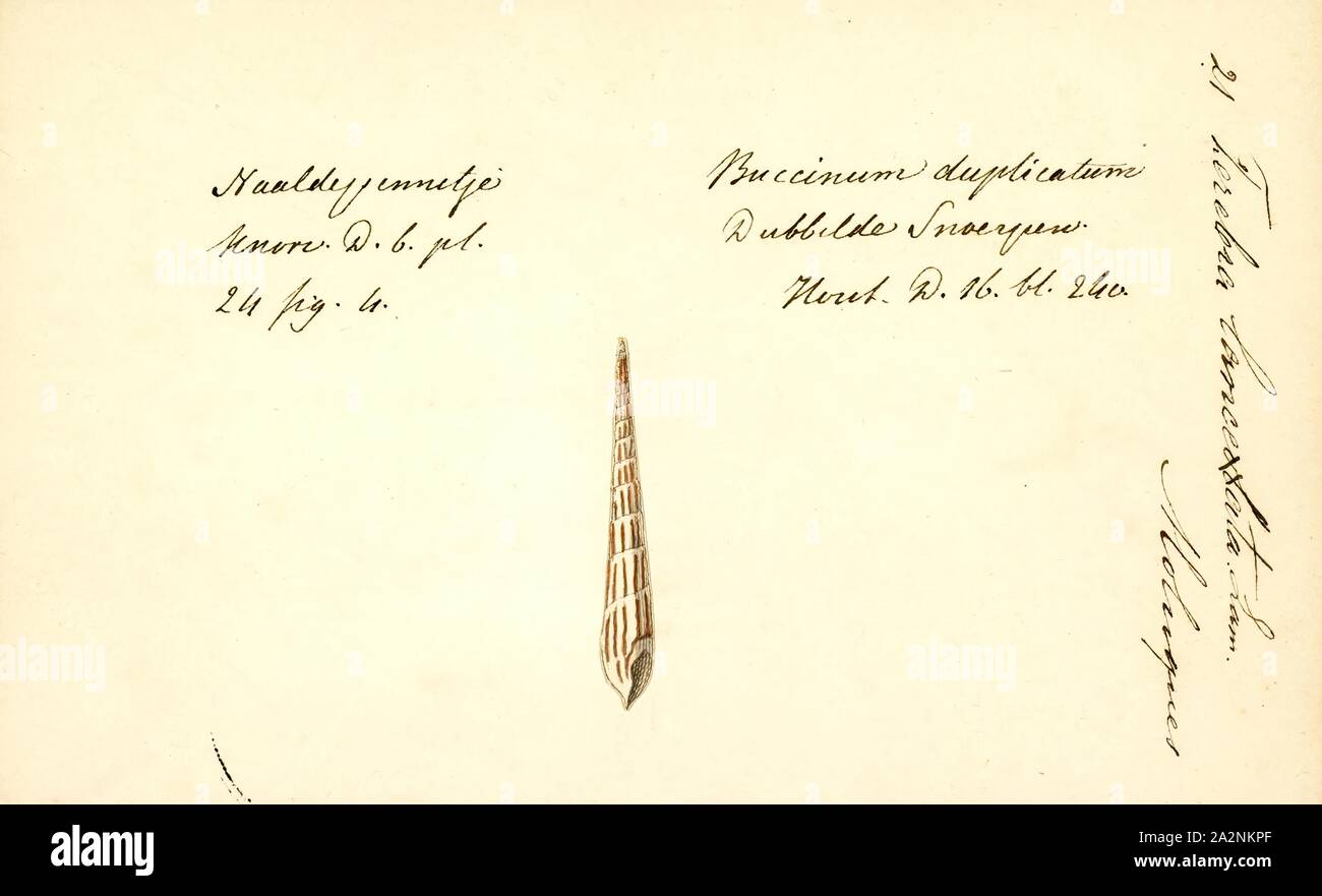 Terebra lanceata, Print, Terebra lanceata, common name the lance auger ...