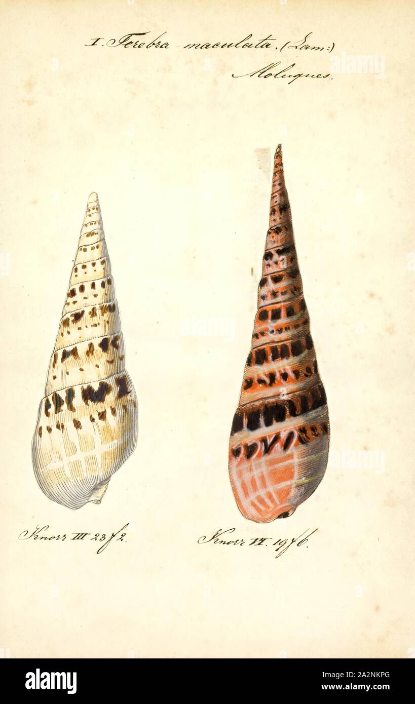 Marlinspike auger hi-res stock photography and images - Alamy