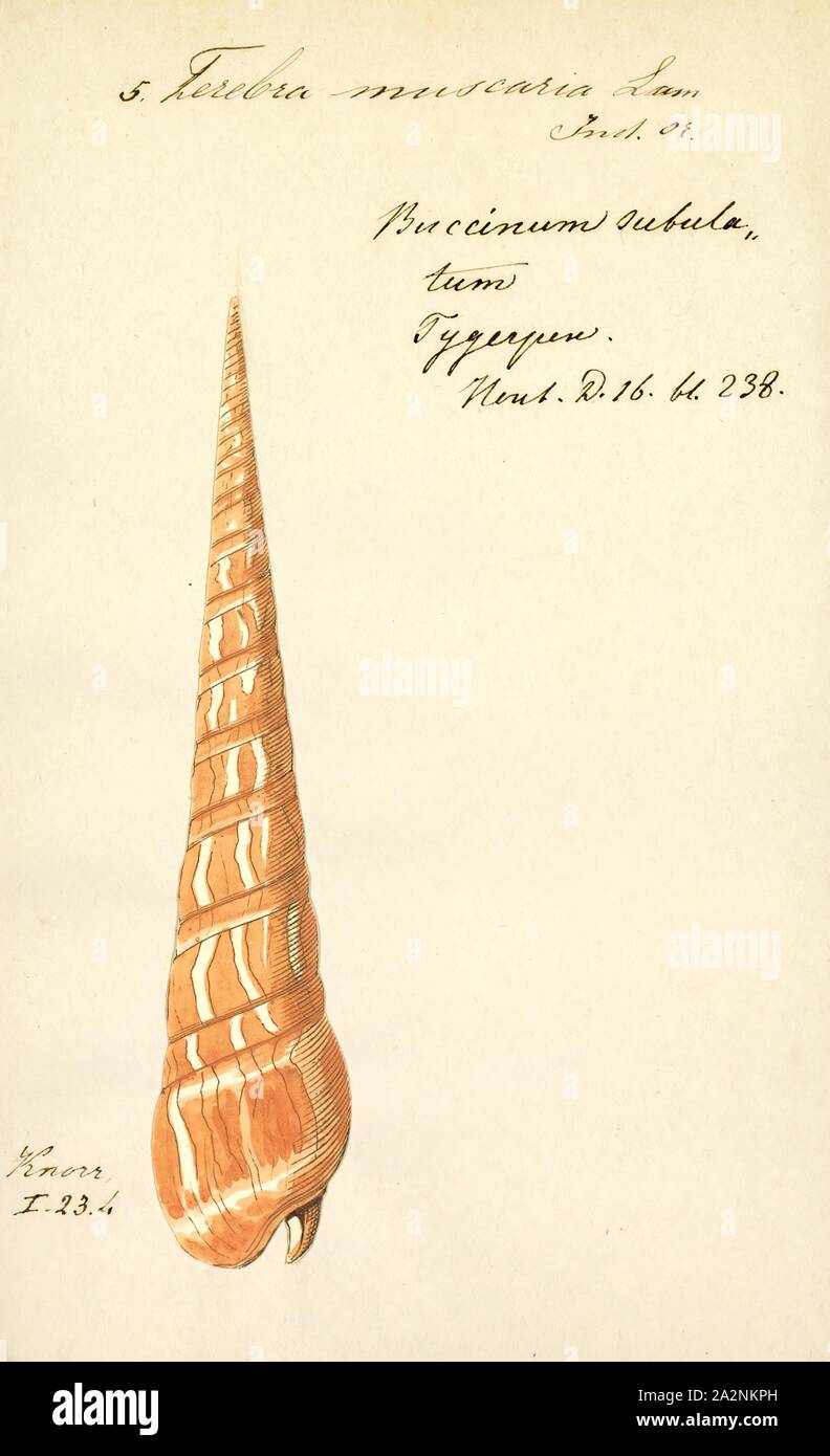 Terebra muscaria, Print, Terebra is a genus of small to large-sized ...