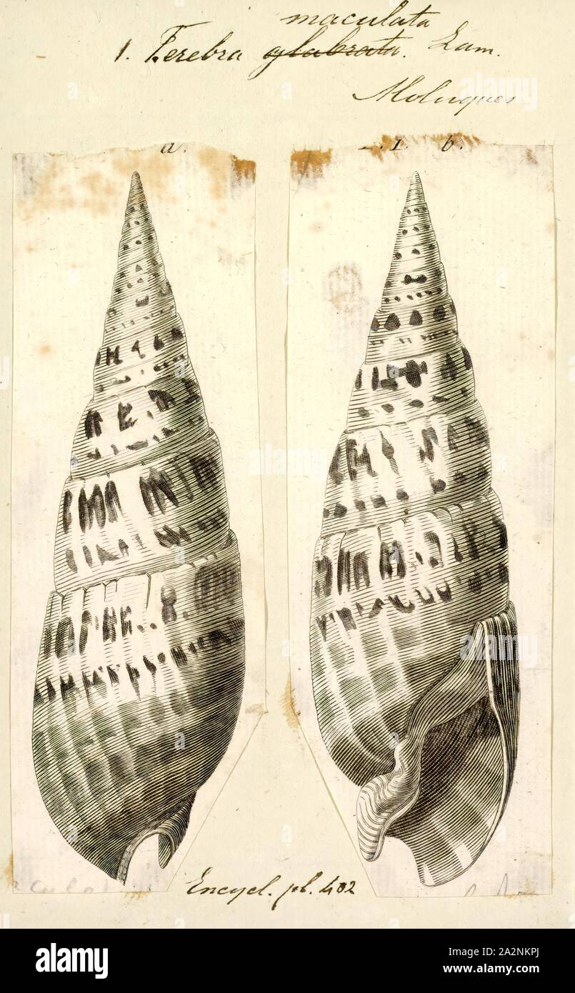 Marlinspike auger hi-res stock photography and images - Alamy