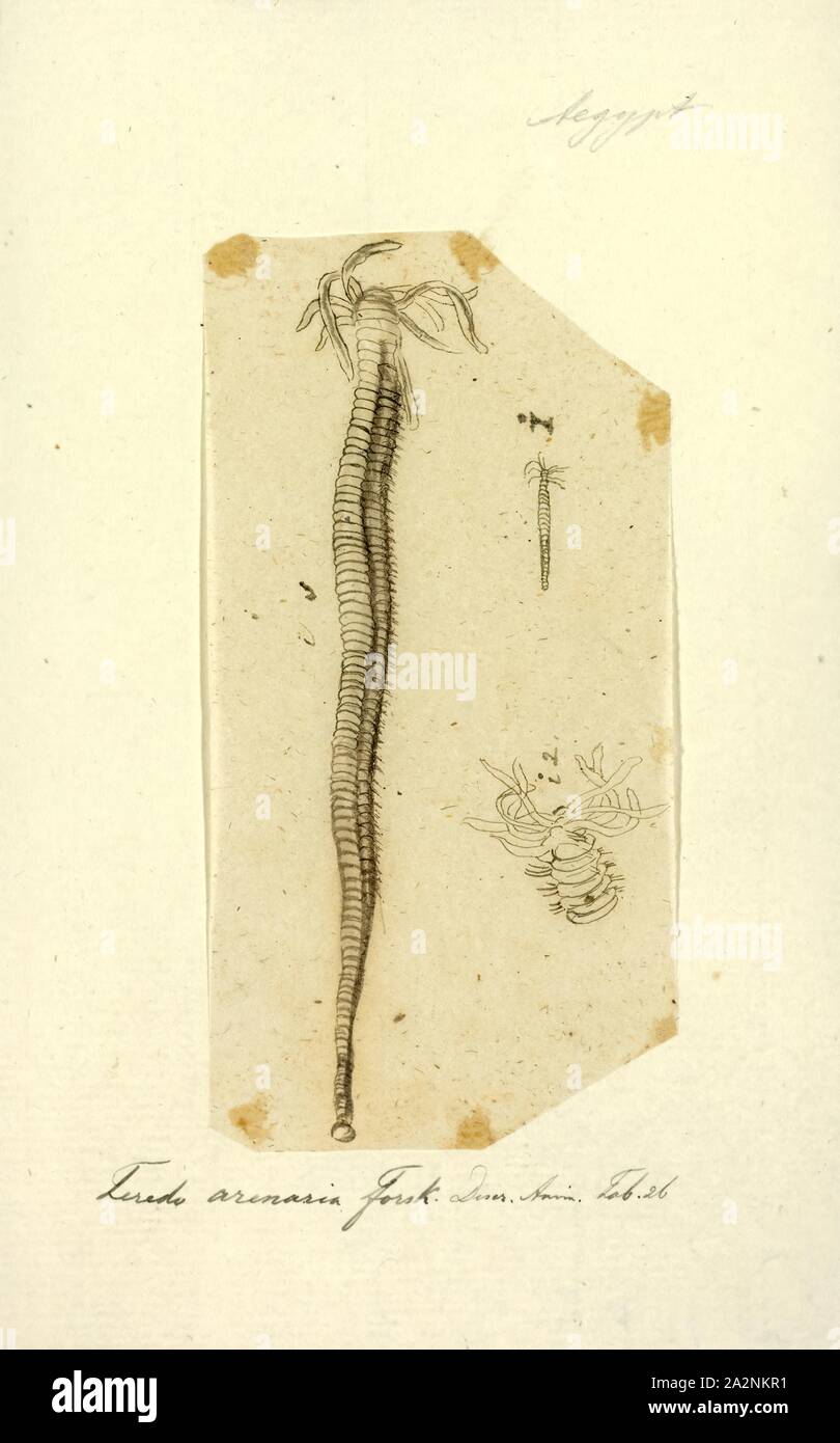 Teredo arenaria, Print Stock Photo - Alamy