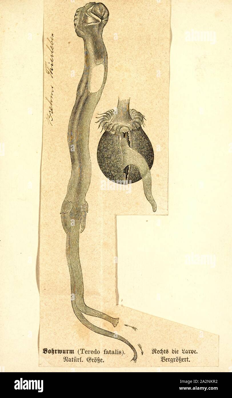 Teredo fatalis, Print Stock Photo - Alamy